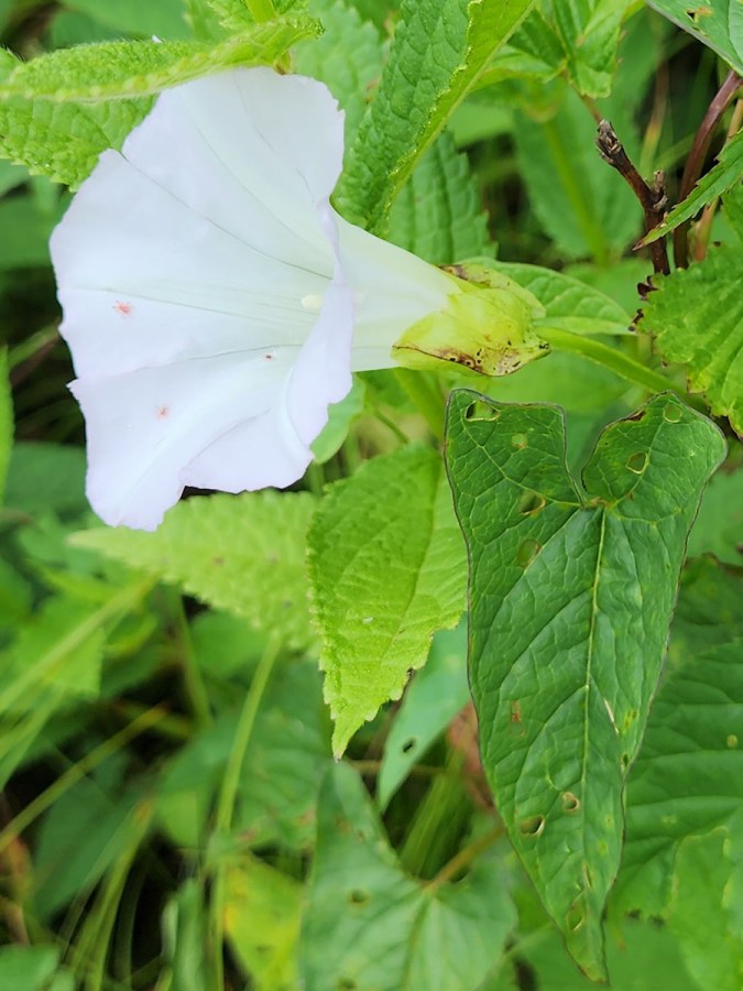 Appalachia False Bindweed (Calystegia sepium ssp. Appalachiana ...