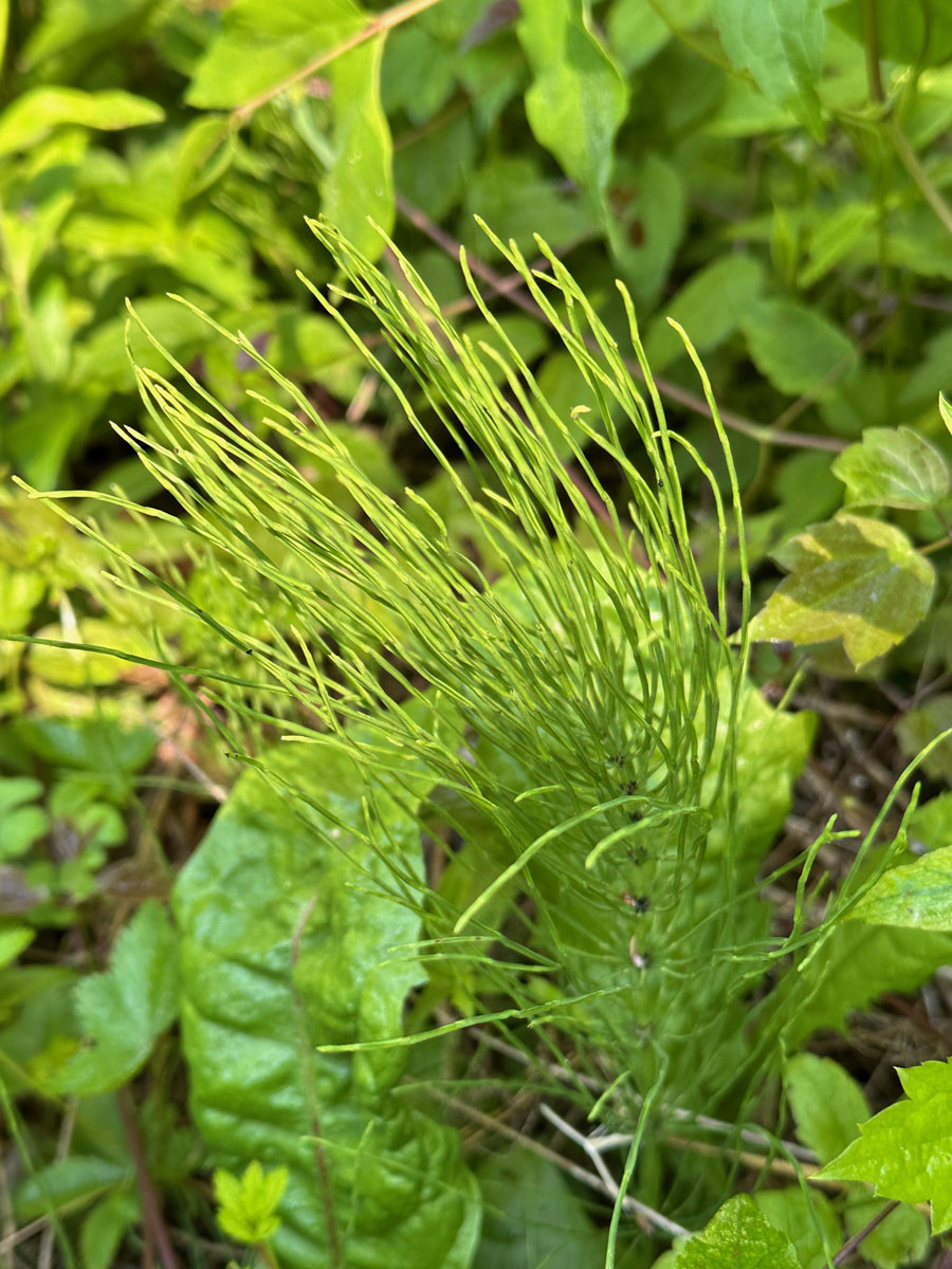 Horsetail (Equisetum sp.) [Equisetaceae] | Western Carolina Botanical Club