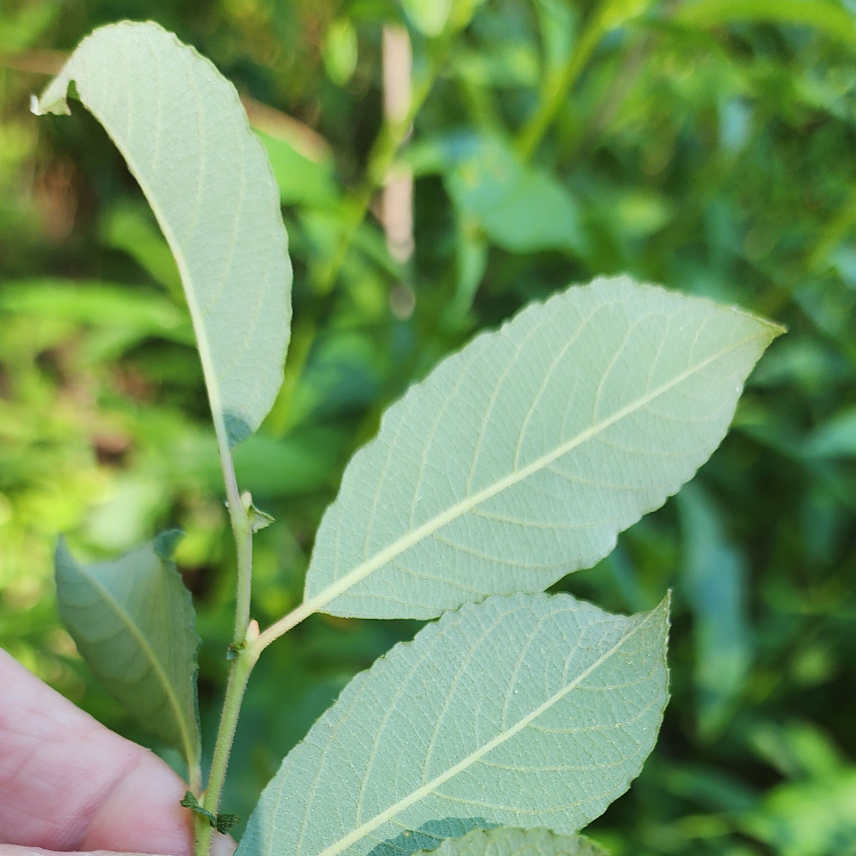 Gray Willow (Salix cinerea*) [Salicaceae] Leaf Underside | Western ...