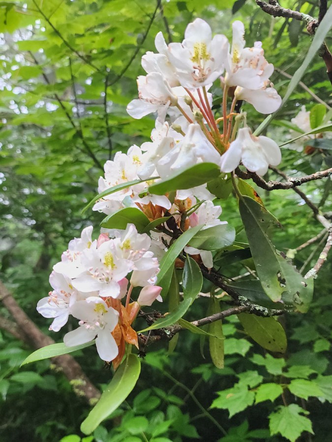 Rosebay; Great Laurel (Rhododendron maximum) Flowers | Western Carolina ...