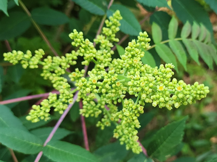 Smooth Sumac (Rhus glabra) [Anacardiaceae] | Western Carolina Botanical ...