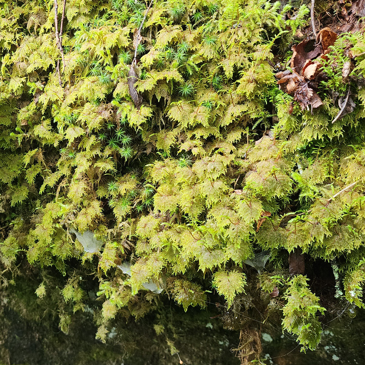 Splendid Feather Moss; Stair-step Moss (Hylocomium splendens) | Western ...
