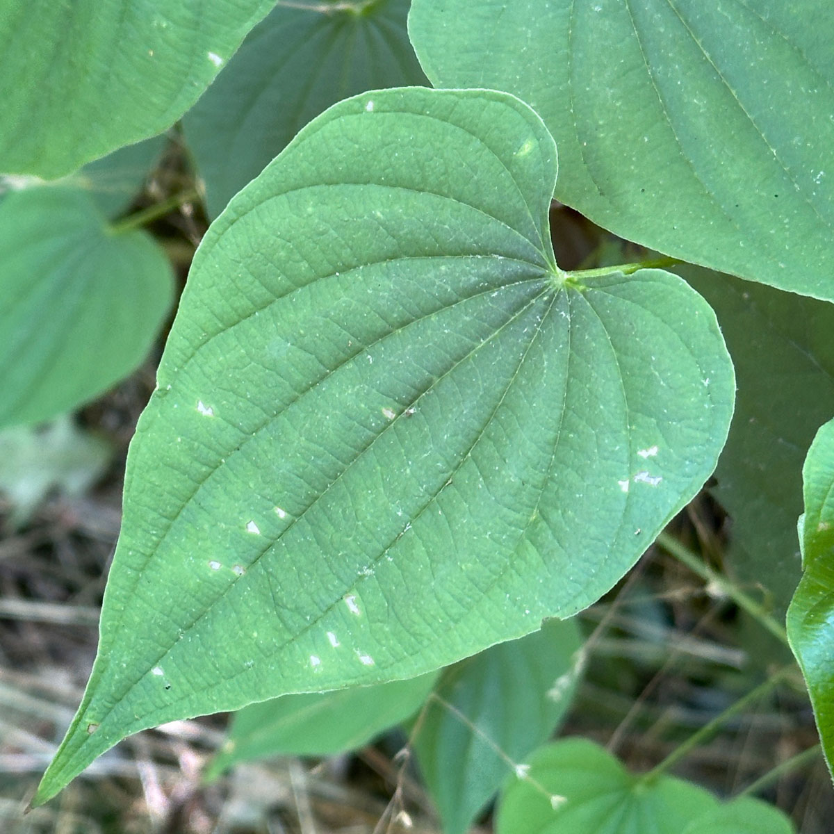 Wild Yam (Dioscorea villosa) | Western Carolina Botanical Club