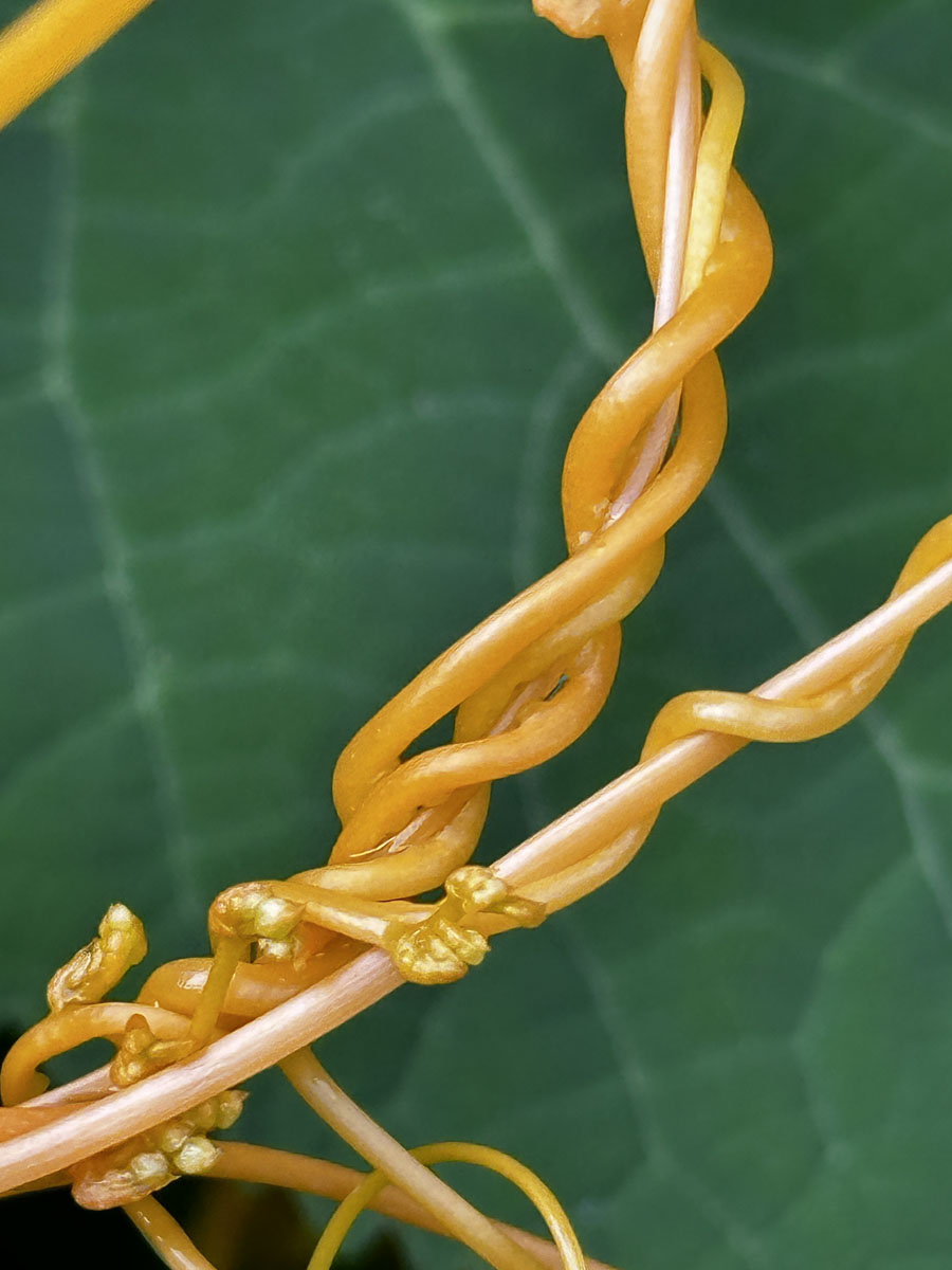 a Dodder (Cuscuta sp.) Coils | Western Carolina Botanical Club