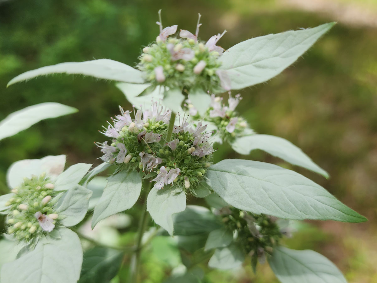 Hoary Mountain Mint (Pycnanthemum incanum) Flowers | Western Carolina ...