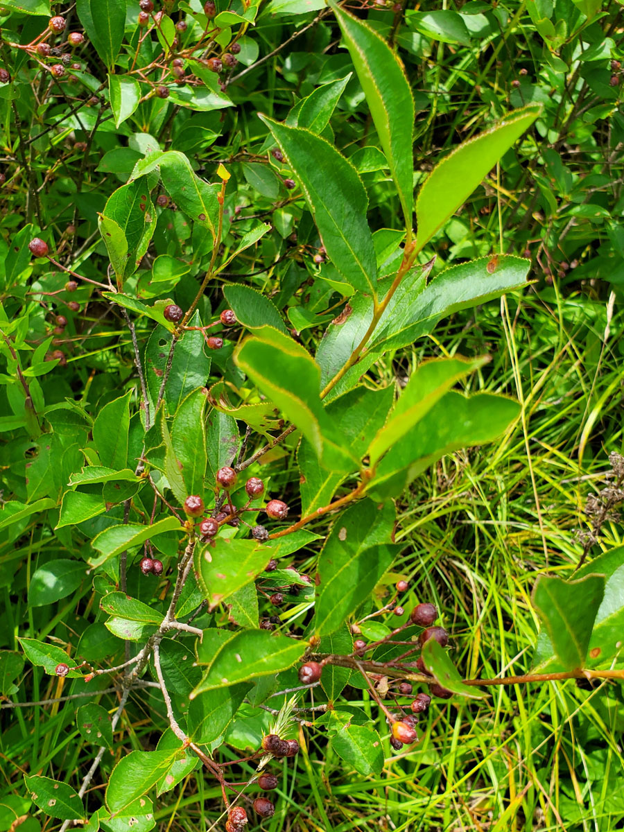 Purple Chokeberry (Aronia X prunifolia) With Fruit | Western Carolina ...