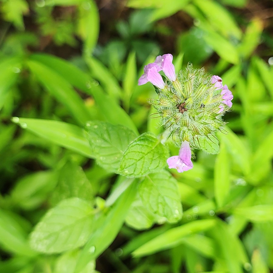 Wild Basil (Clinopodium vulgare) | Western Carolina Botanical Club