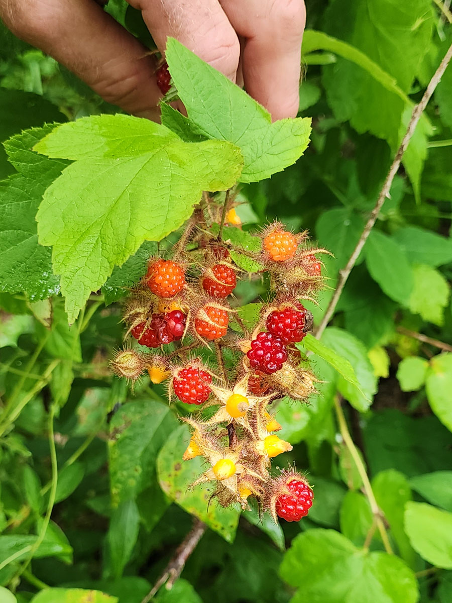 Wineberry (Rubus phoenicolasius*) [Rosaceae] | Western Carolina ...