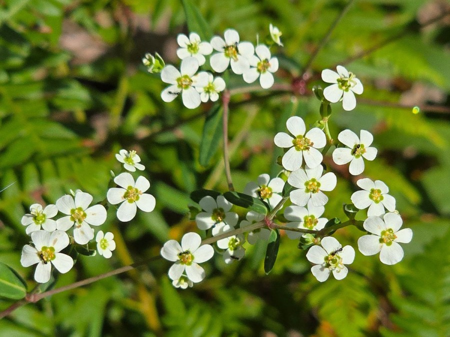 Flowering Spurge (Euphorbia corollata) Blooms | Western Carolina ...