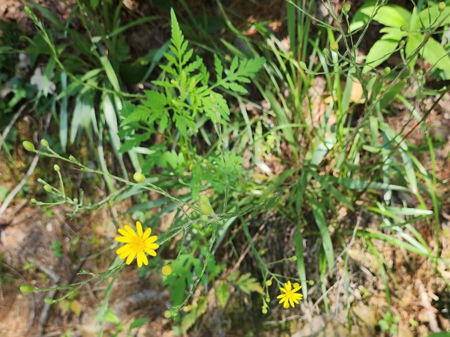 Grass-leaved Golden Aster (Pityopsis graminifolia) | Western Carolina ...