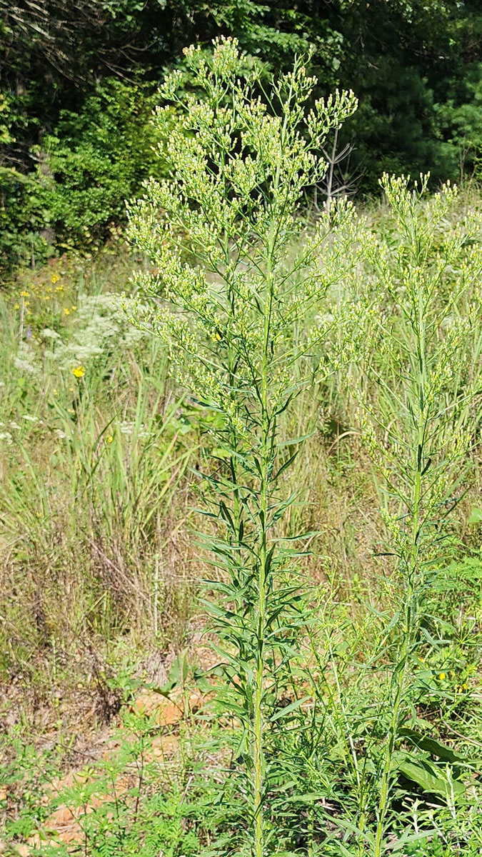 Horseweed (Conyza canadensis) | Western Carolina Botanical Club