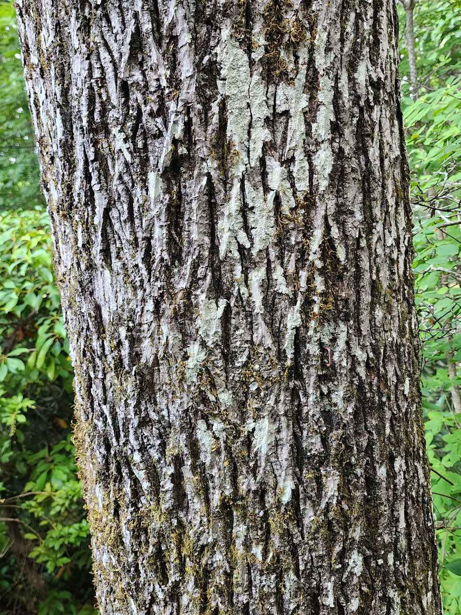 Pignut Hickory (Carya glabra) [Juglandaceae] Bark | Western Carolina ...