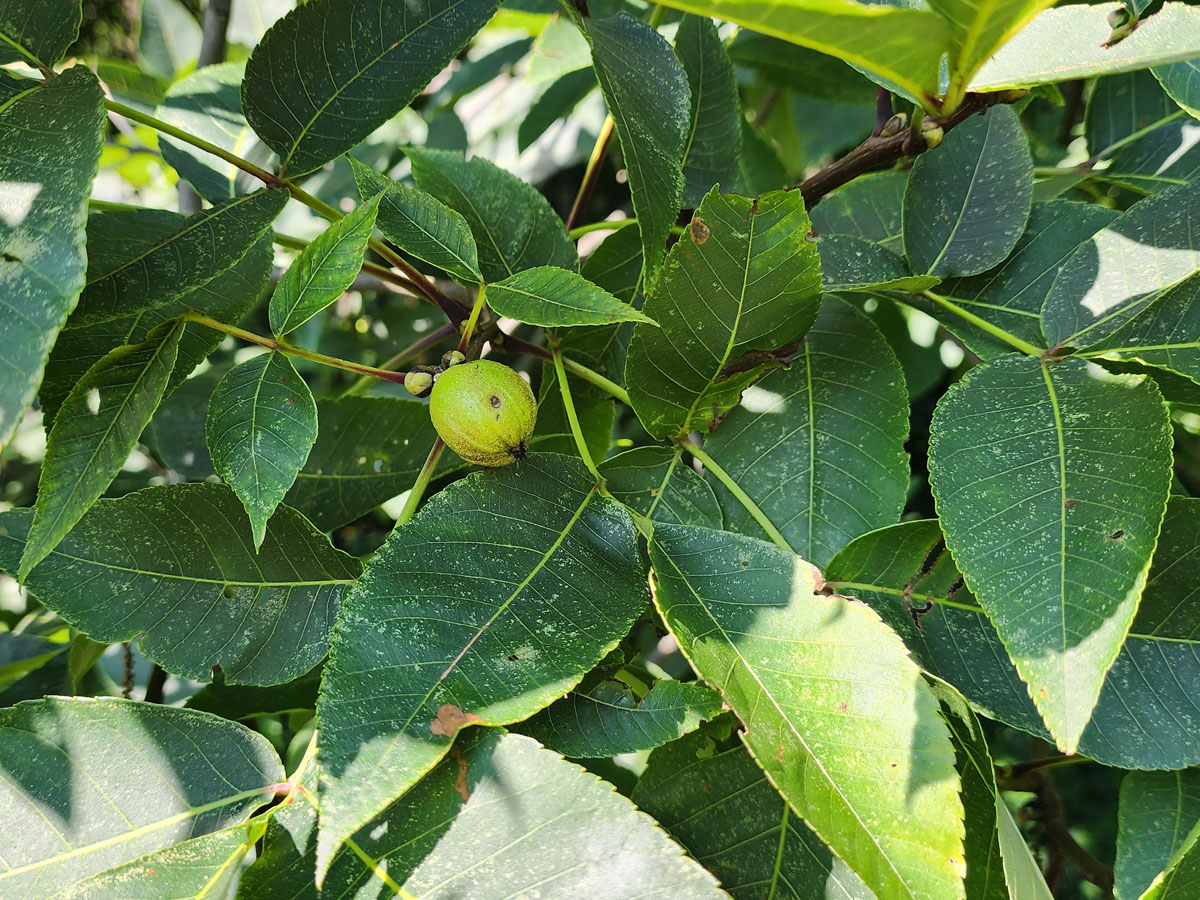 Pignut Hickory (Carya glabra) Fruit | Western Carolina Botanical Club