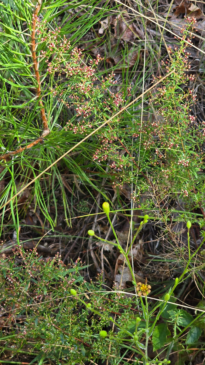 Pinweed (Lechea racemulosa) Patch | Western Carolina Botanical Club