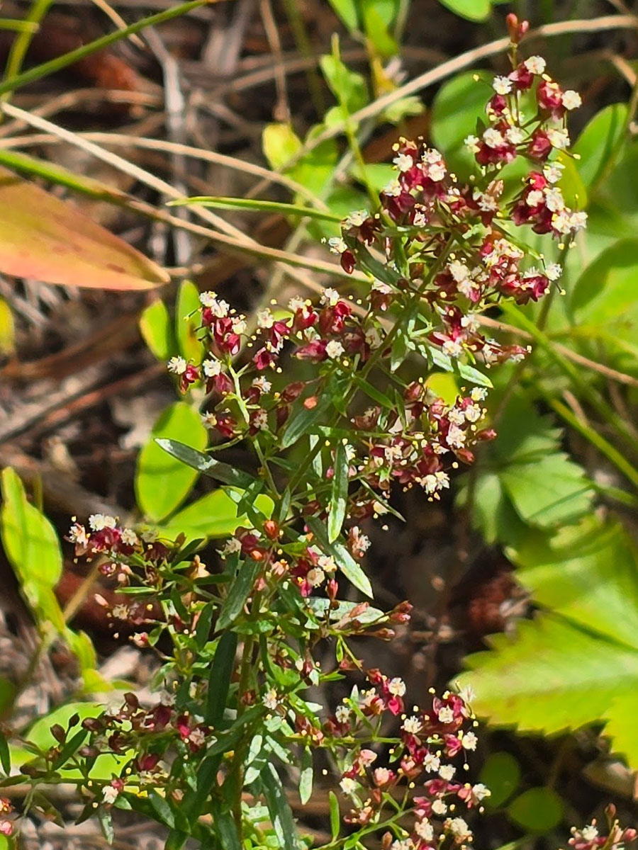 Pinweed (Lechea racemulosa) [Cistaceae] | Western Carolina Botanical Club