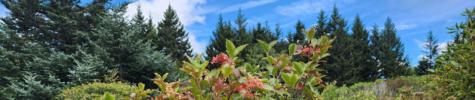 Wild Raisin (Viburnum nudum var. cassinoides) banner | Western Carolina ...