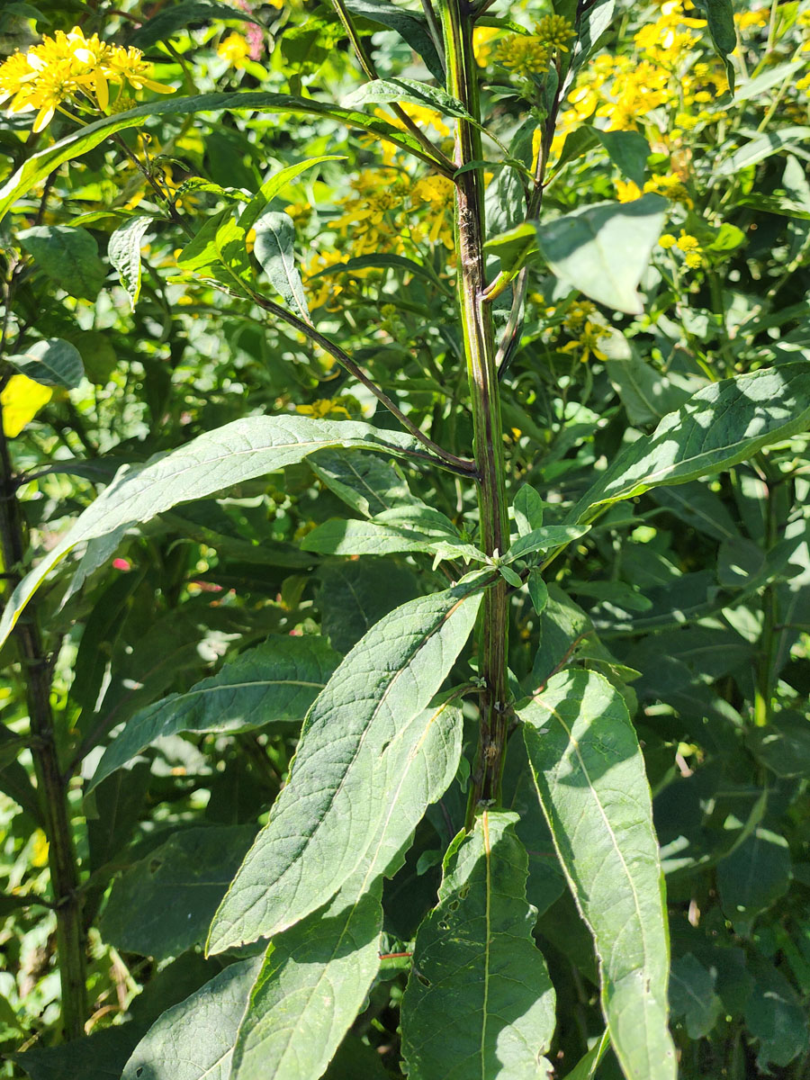 Wingstem (Verbesina alternifolia) Leaves & Stem | Western Carolina ...