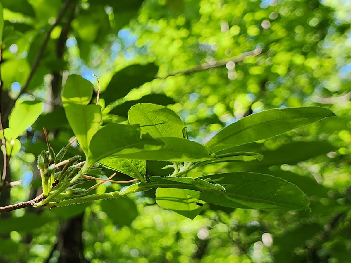 Pinxter Flower (Rhododendron periclymenoides) [Ericaceae] Leaves ...