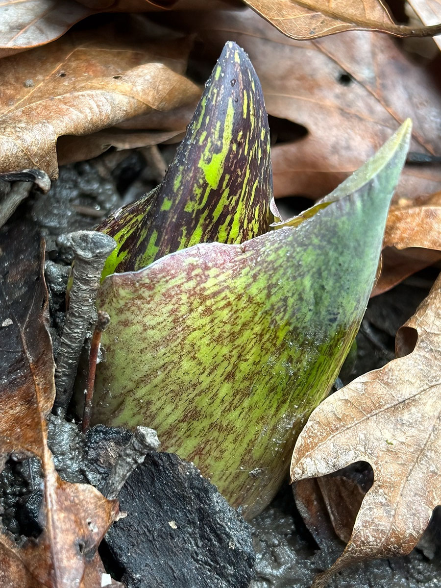 Skunk Cabbage (Symplocarpus foetidus) [Araceae] | Western Carolina ...