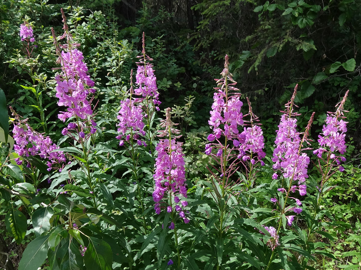 Fireweed (Chamerion angustifolium) [Onagraceae] | Western Carolina ...