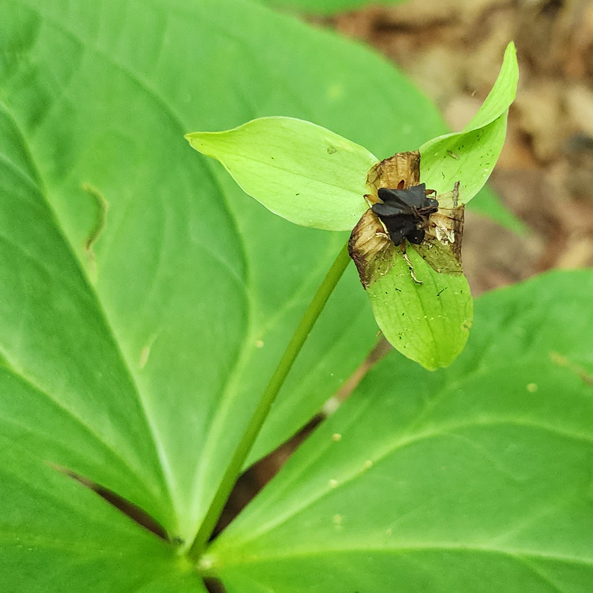 Wake Robin (Trillium erectum) [Melanthiaceae] Fruit | Western Carolina ...