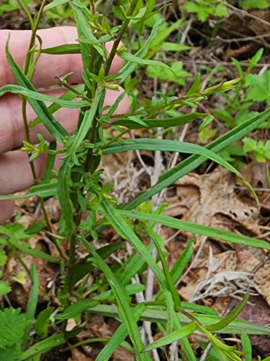 Wild Flax (Linum striatum) [Linaceae] Leaves | Western Carolina ...