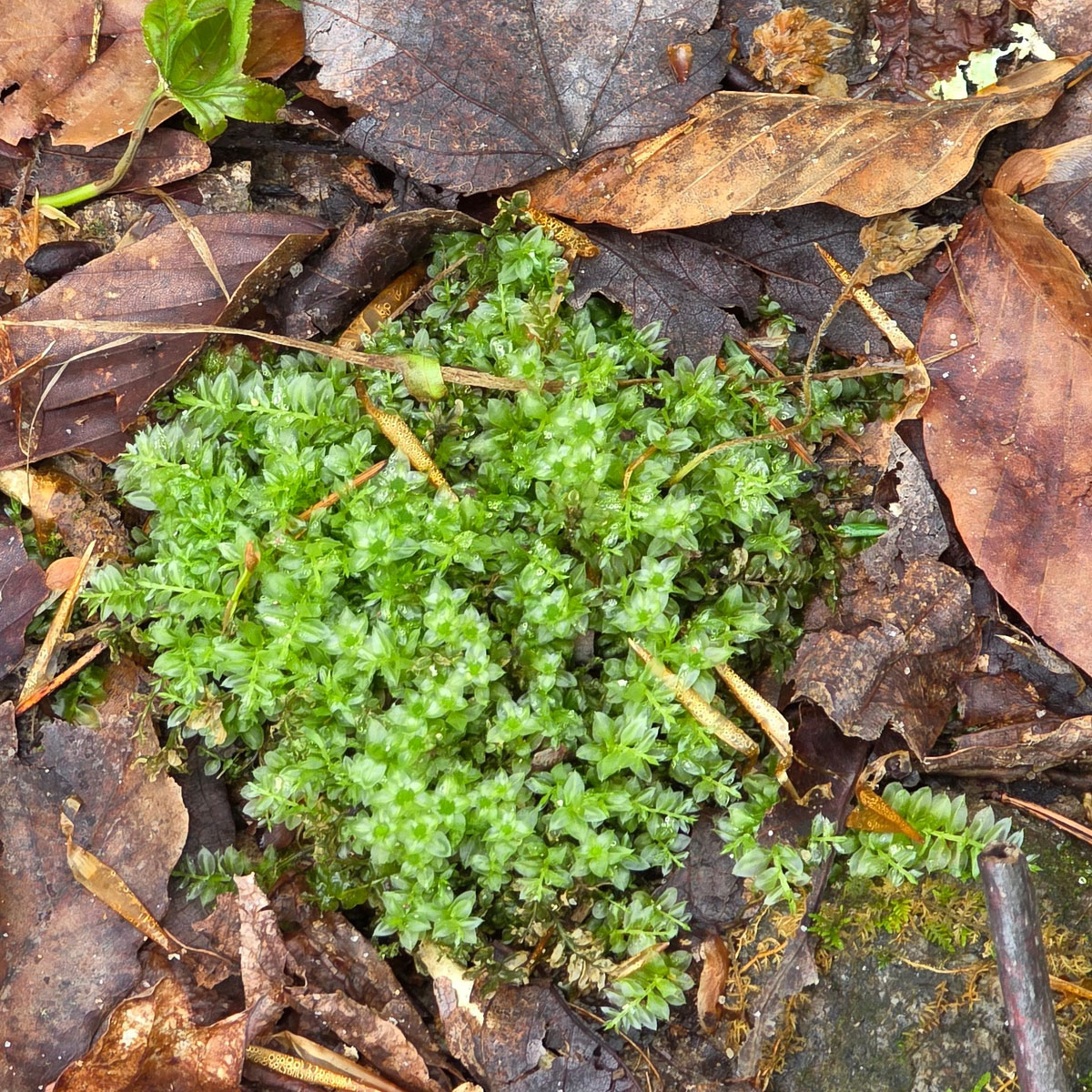 a Mnium Calcareous Moss (Mnium sp.) | Western Carolina Botanical Club