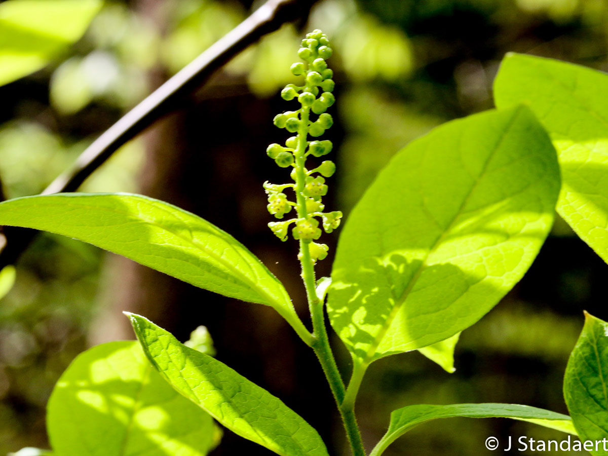 Buffalo Nut (Pyrularia pubera) | Western Carolina Botanical Club