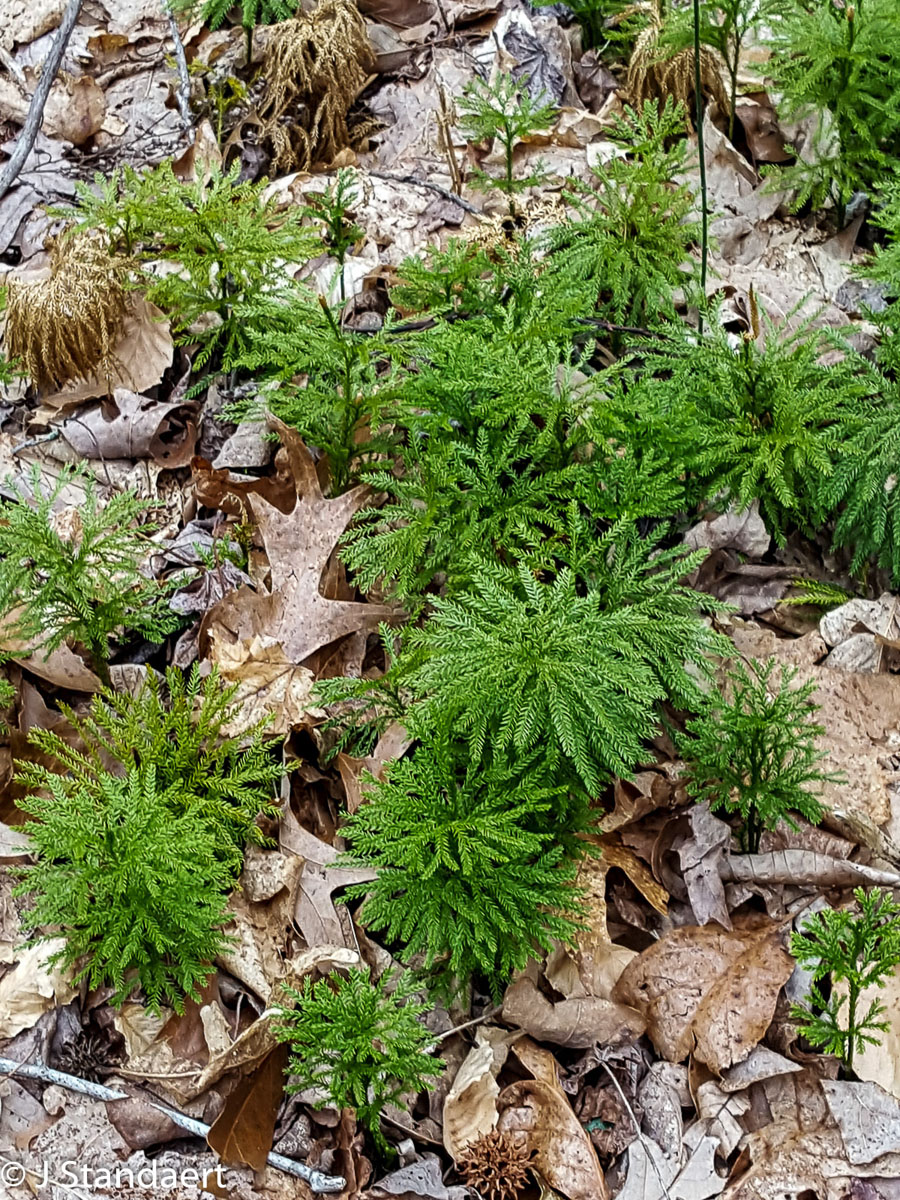 Ground Pine (Lycopodium obscurum) | Western Carolina Botanical Club