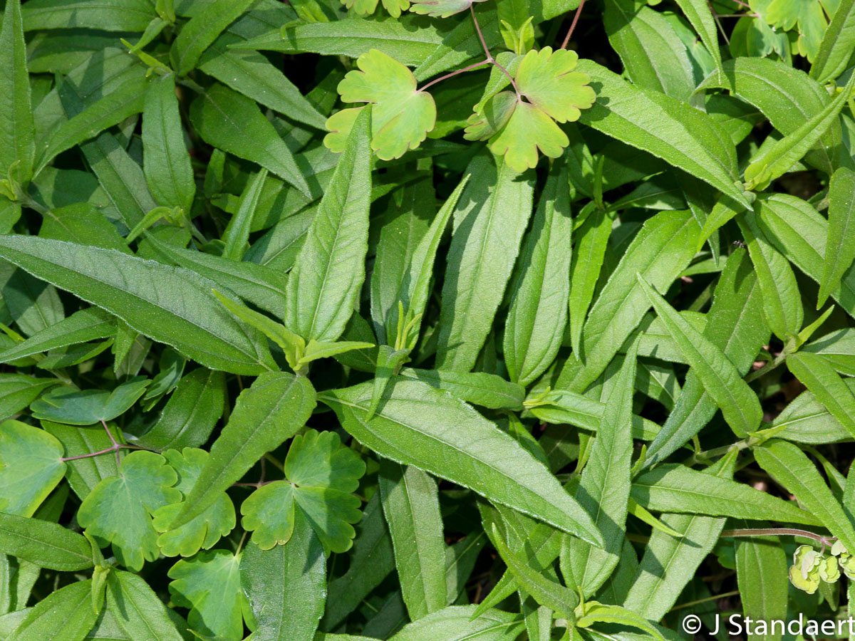 Schweinitz’s Sunflower (Helianthus schweinitzii) | Western Carolina ...