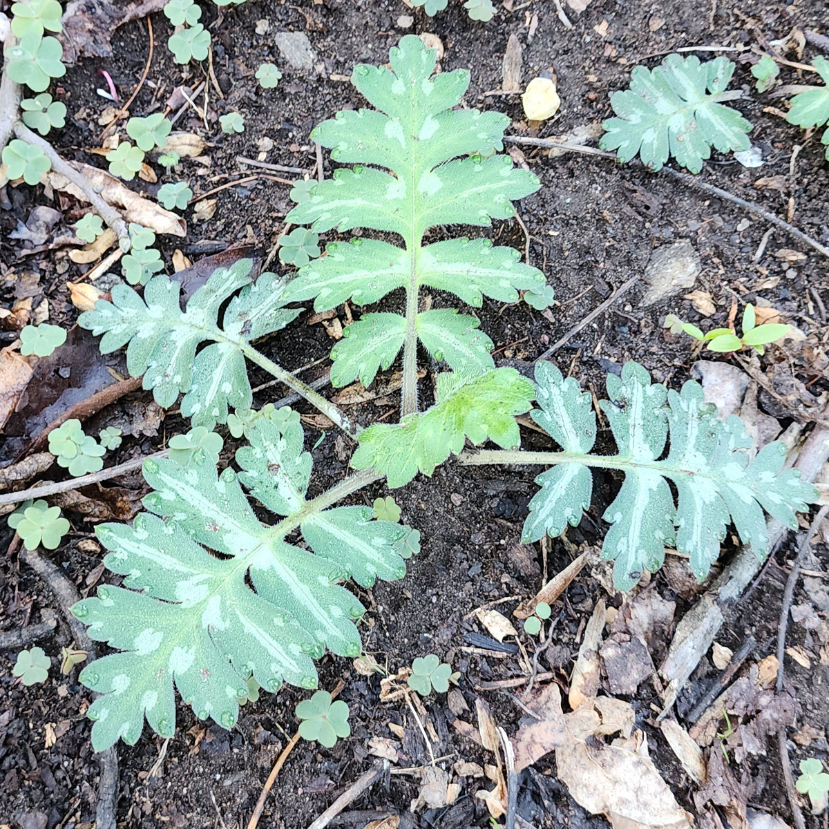 Large-leaf Waterleaf (Hydrophyllum macrophyllum) | Western Carolina ...