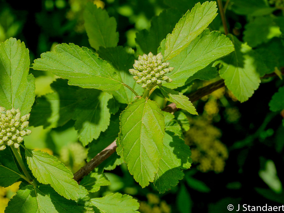 Atlantic Ninebark ‘Diablo’ (Physocarpus opulifolius) | Western Carolina ...