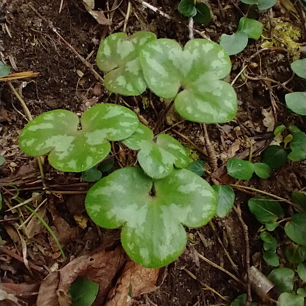 Round-lobed Hepatica (Anemone americana) [Ranunculaceae] Leaves ...