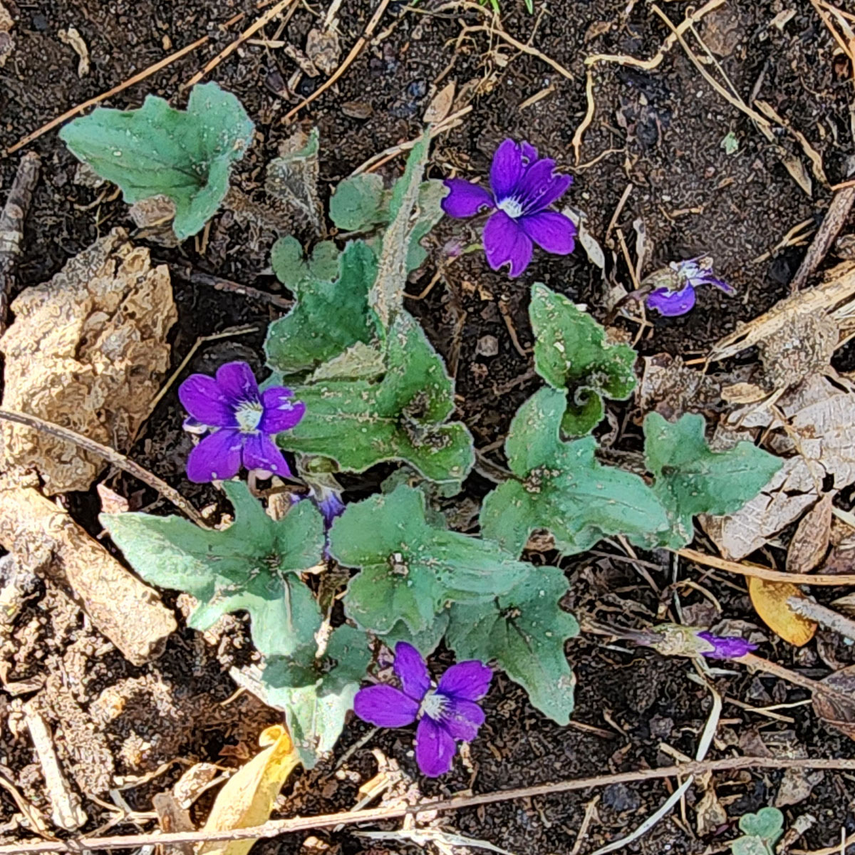 Three Lobed or Wood Violet (Viola palmata) | Western Carolina Botanical ...