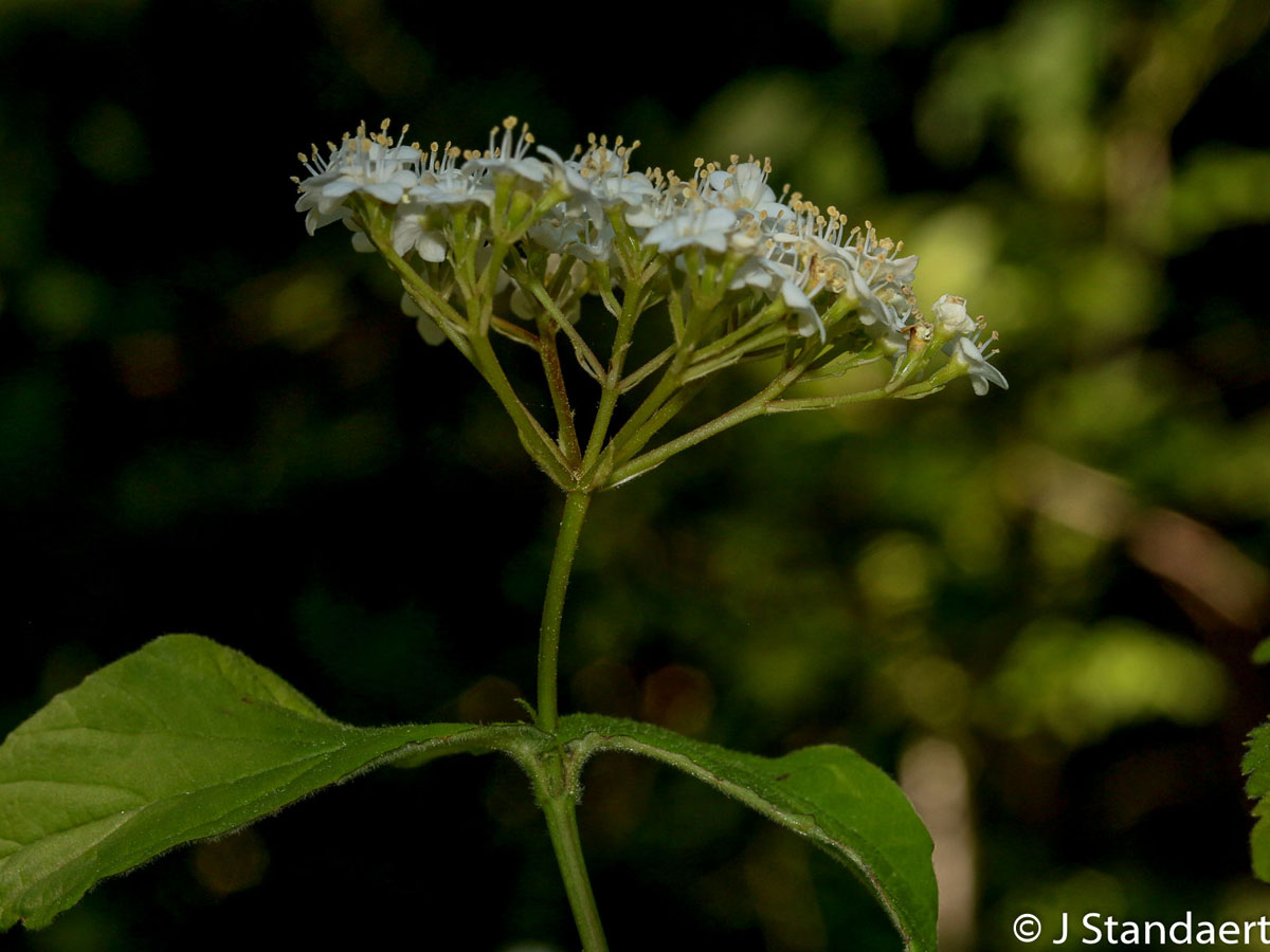 Withe-rod; Possum Haw (Viburnum nudum var. nudum) | Western Carolina ...