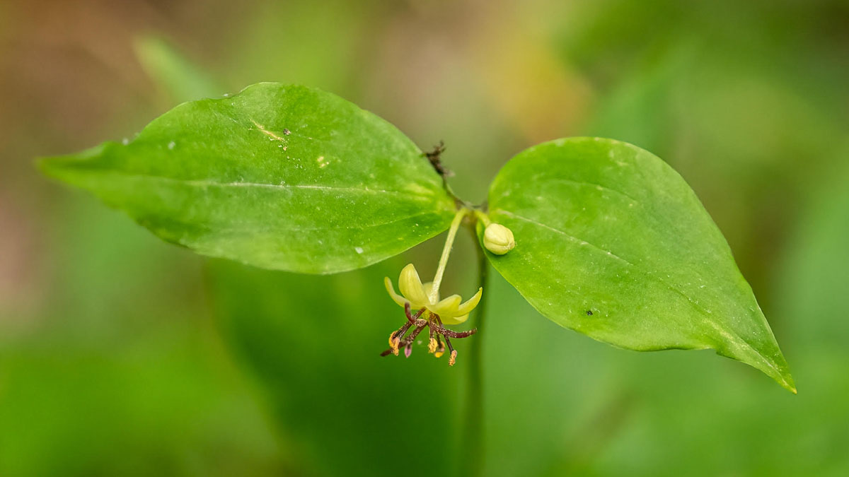 Indian Cucumber Root (Medeola virginiana) | Western Carolina Botanical Club