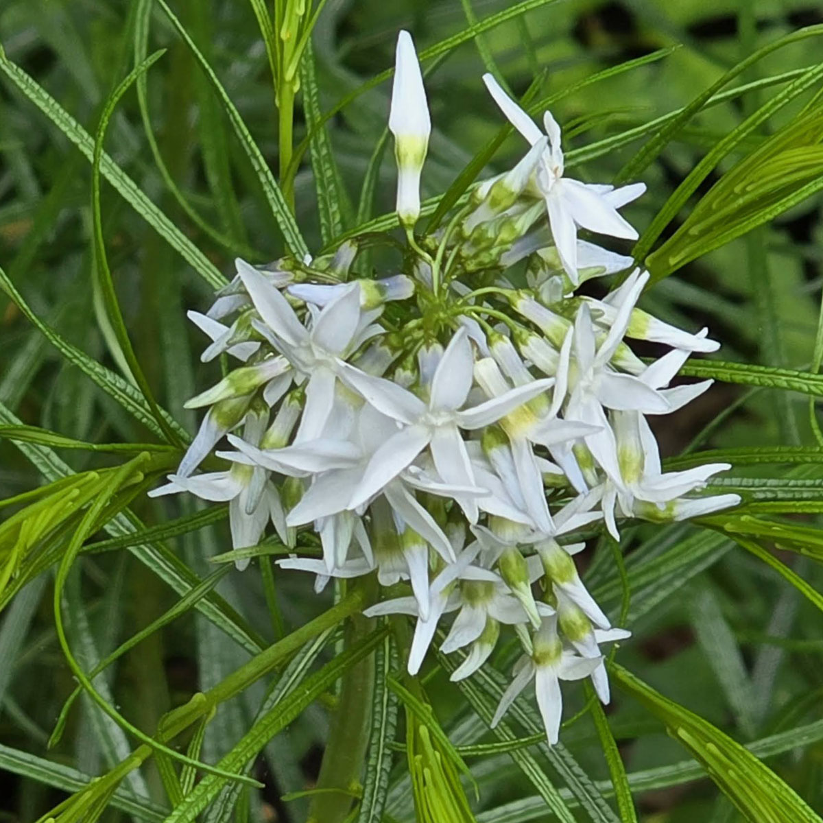 Hubricht’s Bluestar (Amsonia hubrichtii*) | Western Carolina Botanical Club