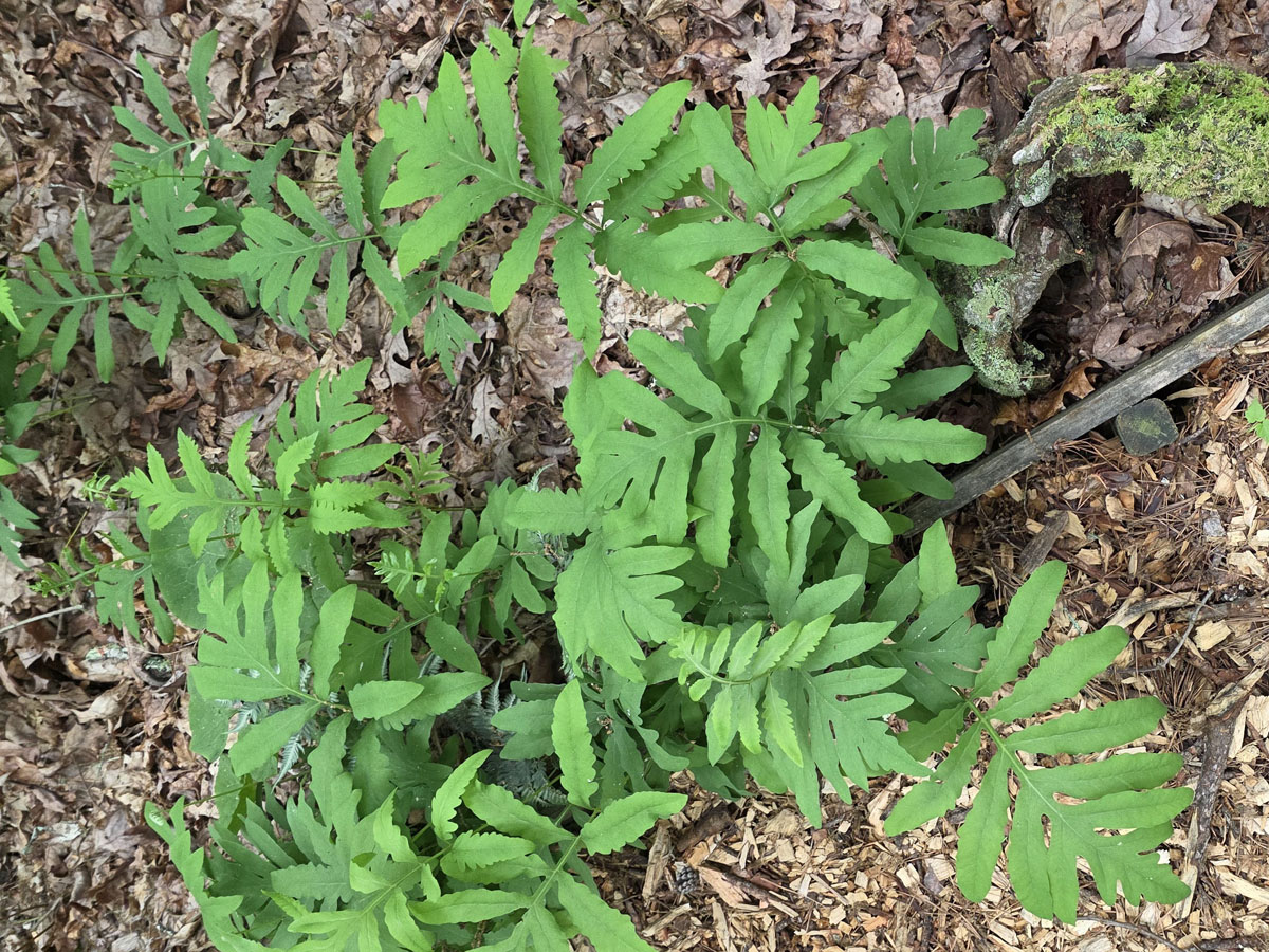 Sensitive Fern (Onoclea sensibilis) | Western Carolina Botanical Club