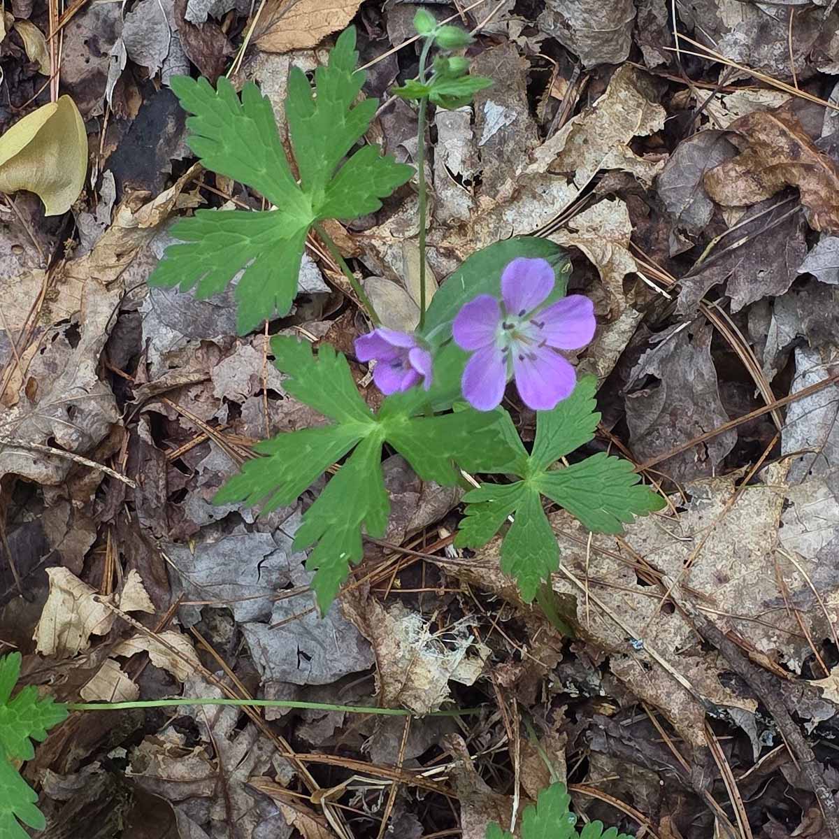 Wild Geranium (Geranium maculatum) | Western Carolina Botanical Club