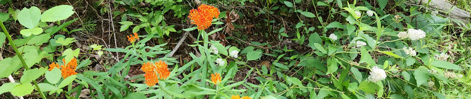 Butterfly Weed; Chigger Wd; Pleurisy Root (Asclepias tuberosa) banner ...