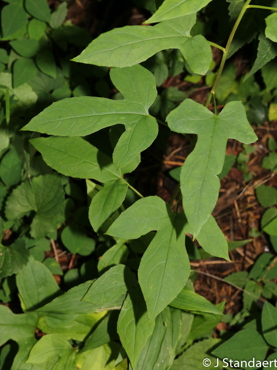White Lettuce; Rattlesnake Root (Prenanthes alba) | Western Carolina ...