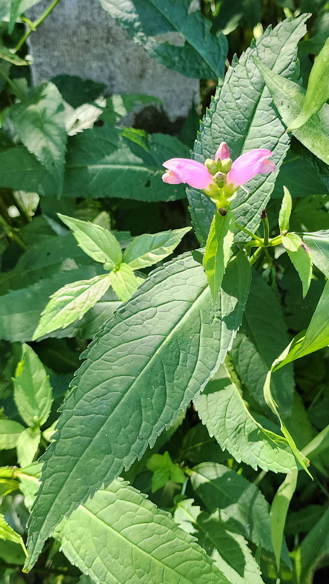 Red Turtlehead (Chelone obliqua) | Western Carolina Botanical Club
