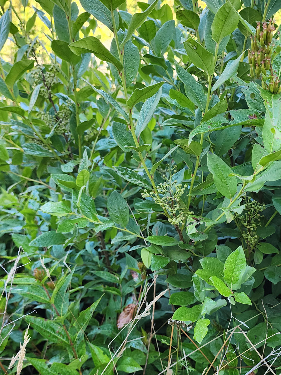 Maleberry (Lyonia ligustrina) | Western Carolina Botanical Club