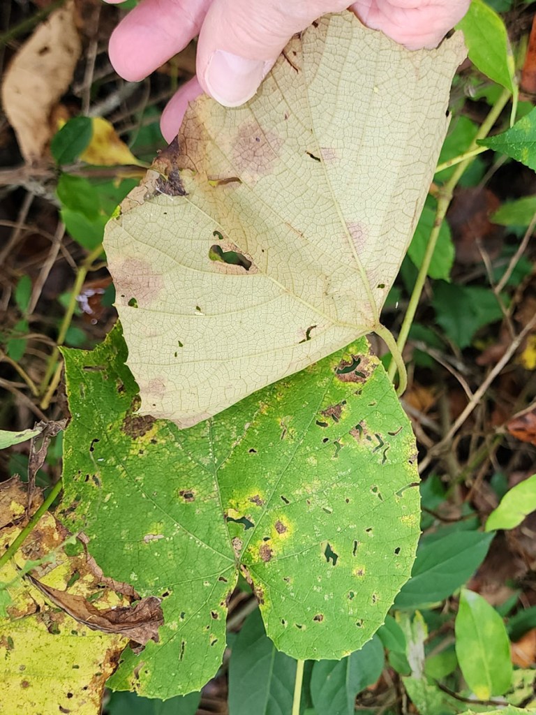 Fox Grape (Vitis labrusca) | Western Carolina Botanical Club
