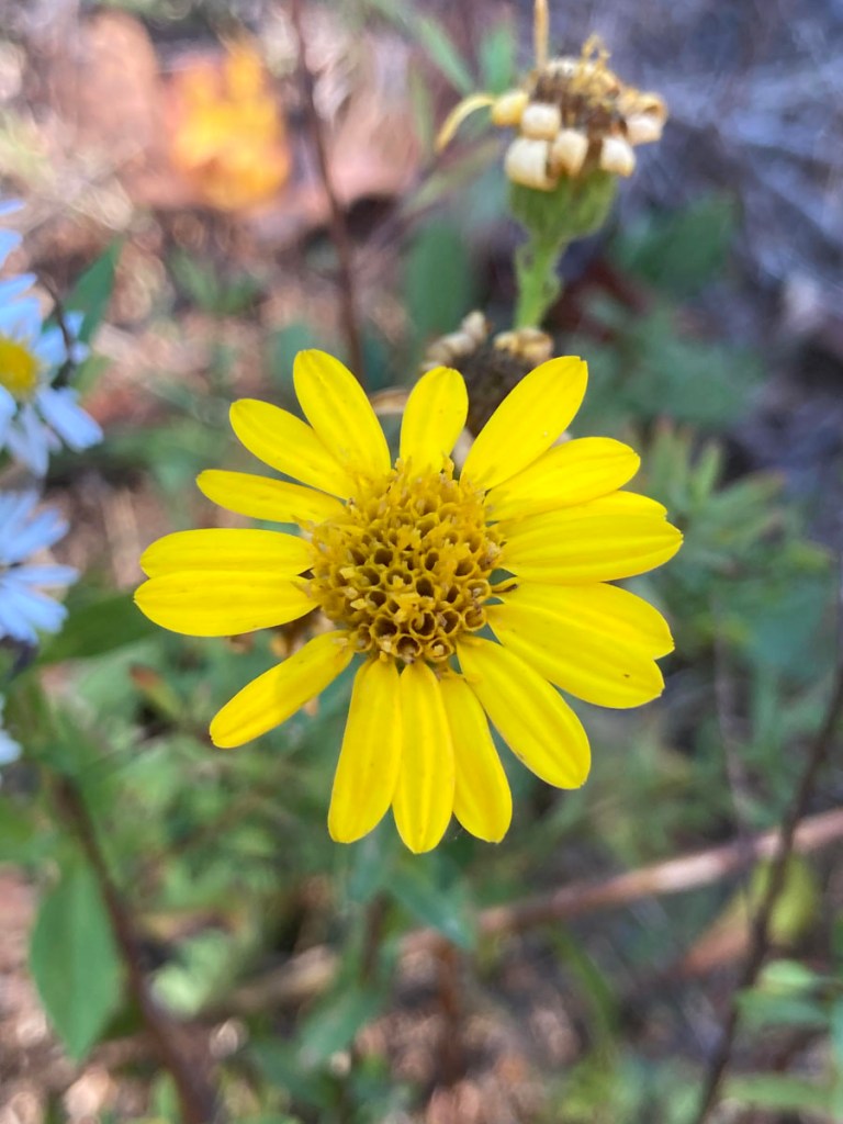 Maryland Golden Aster (Chrysopsis mariana) [Asteraceae] | Western Carolina Botanical Club