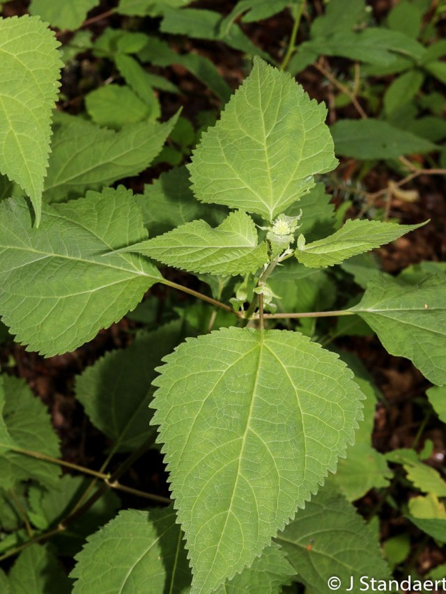 Appalachian White Snakeroot (Ageratina altissima var. roanensis ...